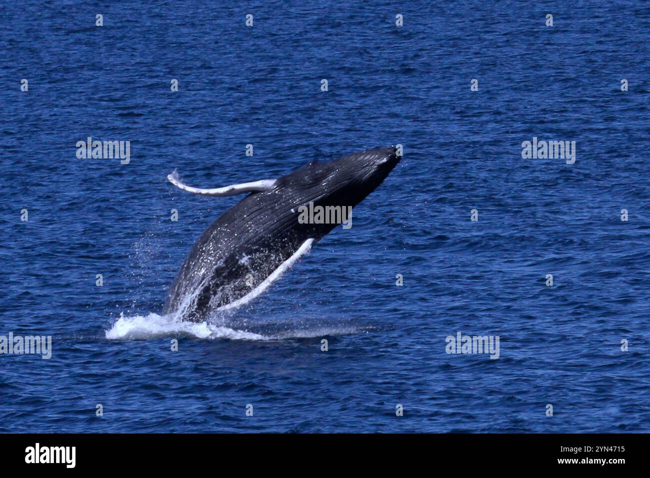 Humpback Whale (Megaptera novaeangliae Stock Photo - Alamy