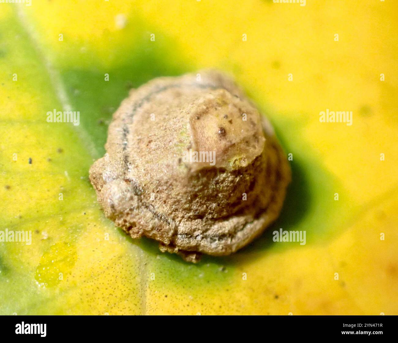 Winged and Once-winged Insects (Pterygota Stock Photo - Alamy