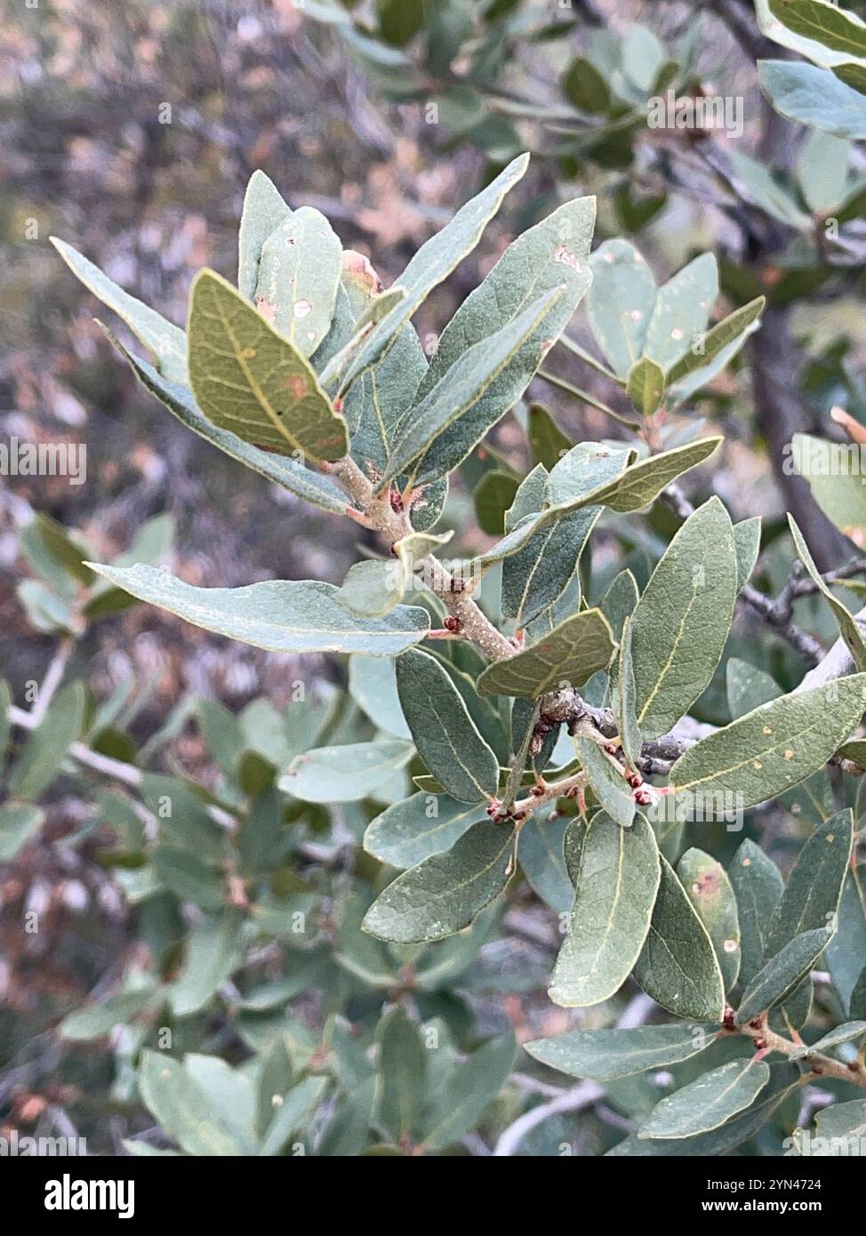 Arizona white oak (Quercus arizonica Stock Photo - Alamy