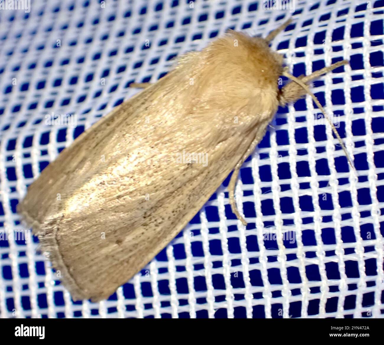 Cutworm Moths and Allies (Noctuidae Stock Photo - Alamy