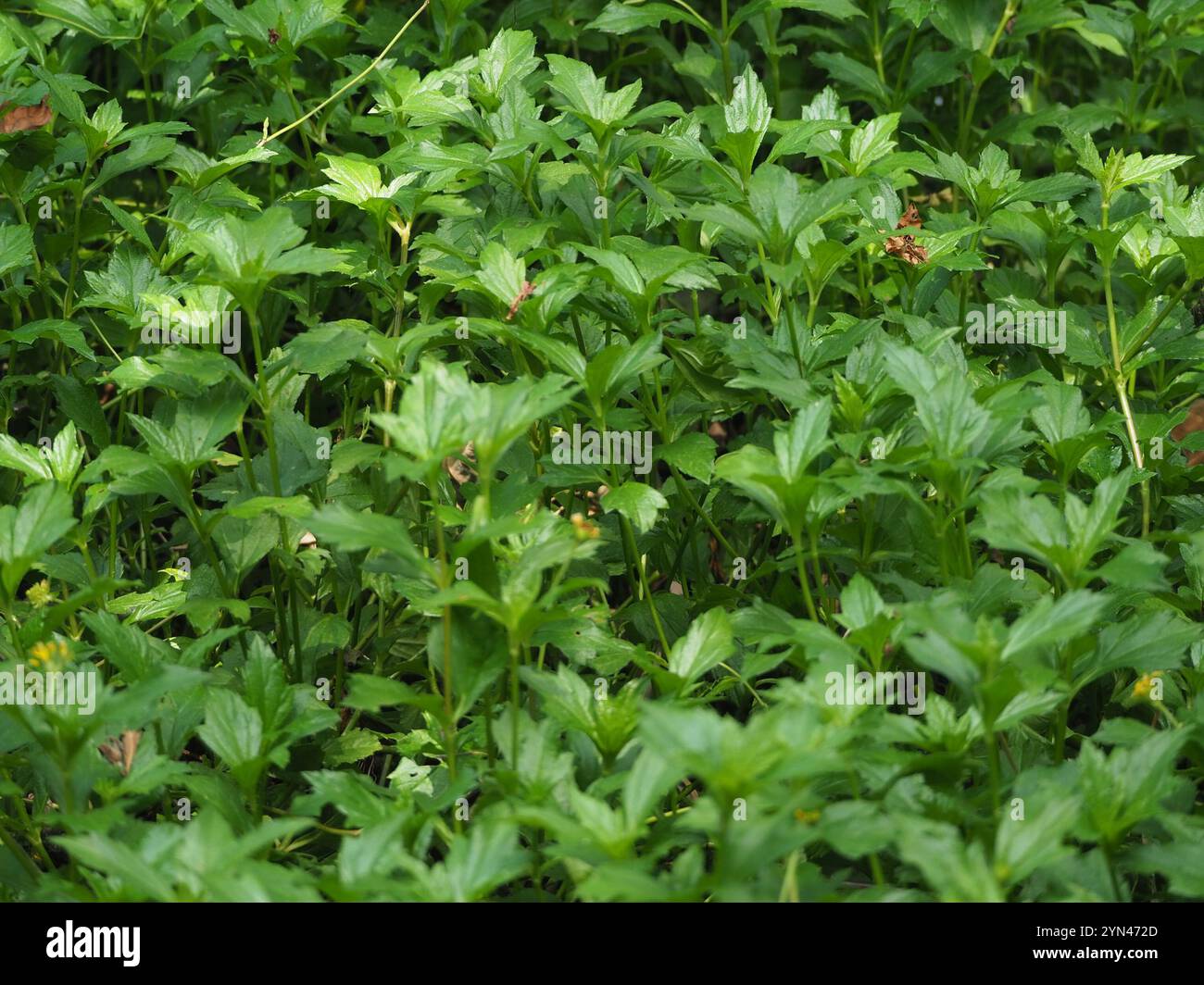 trailing daisy (Sphagneticola trilobata Stock Photo - Alamy