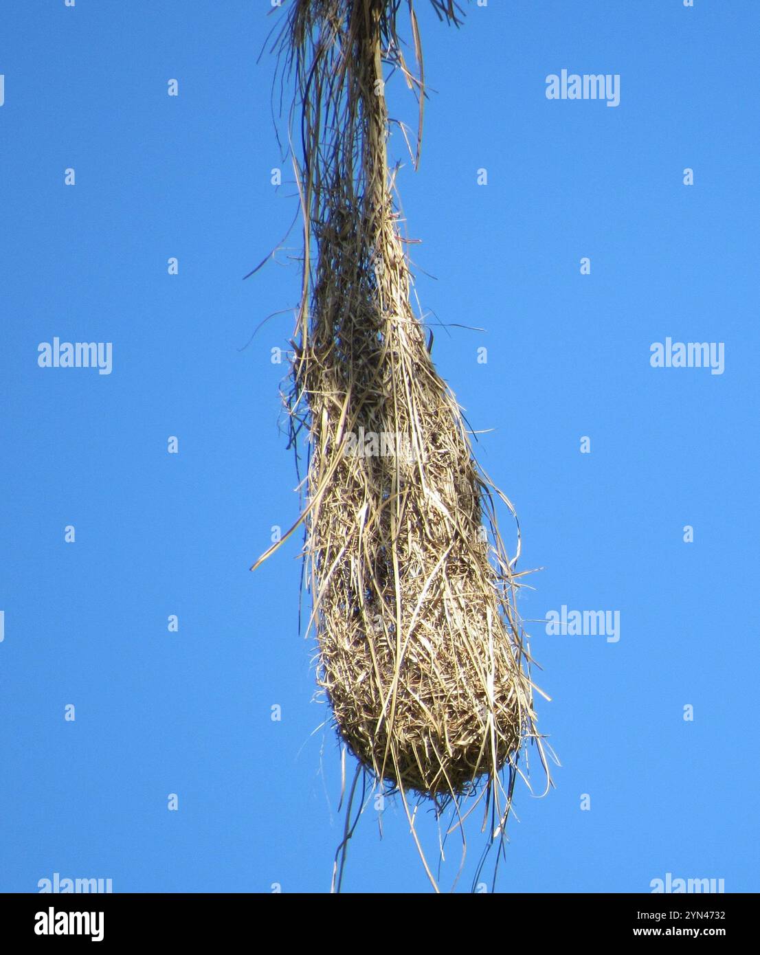 Red-rumped Cacique (Cacicus haemorrhous Stock Photo - Alamy
