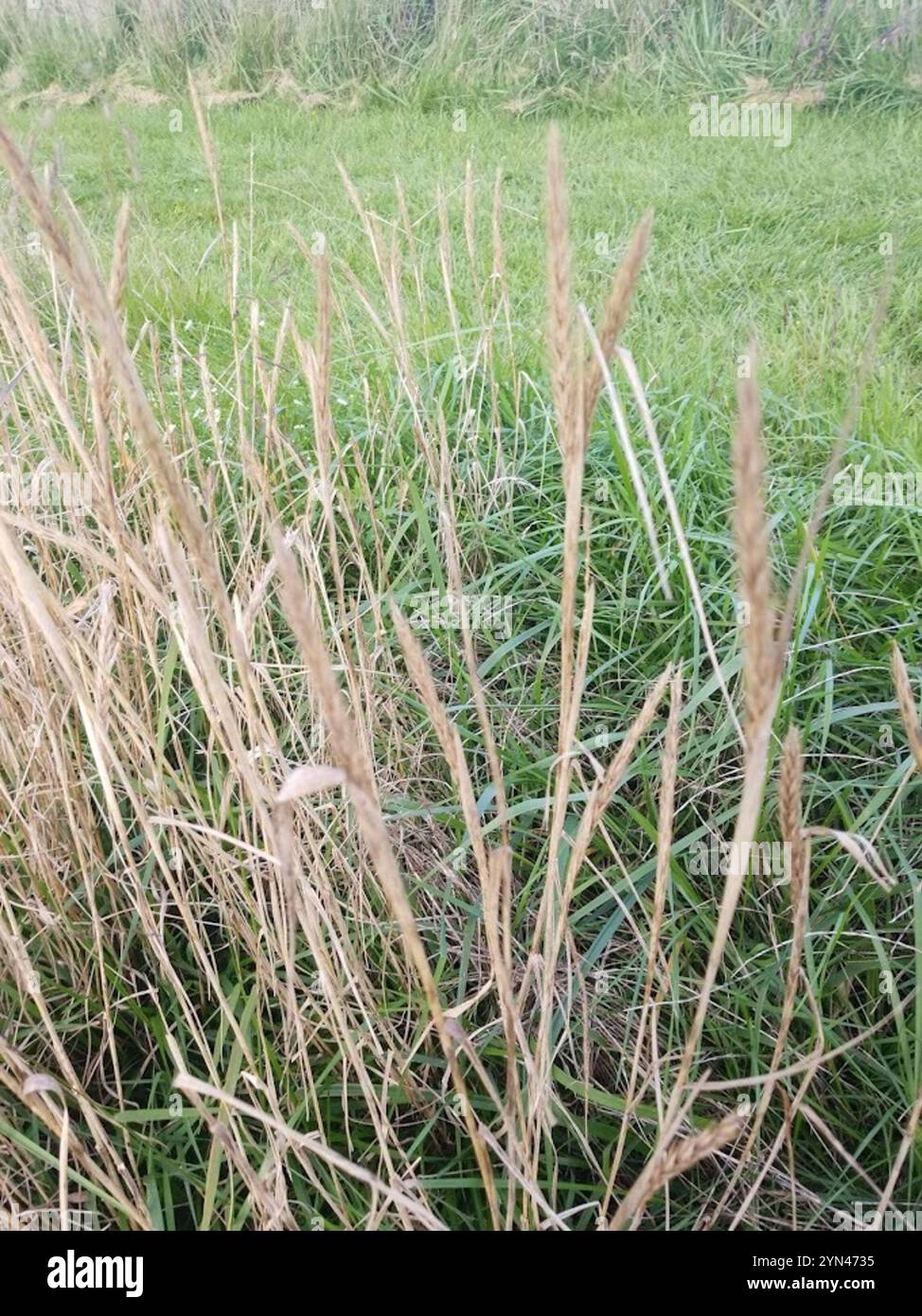 Virginia wildrye (Elymus virginicus Stock Photo - Alamy