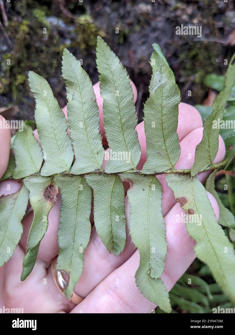 Christmas fern (Polystichum acrostichoides Stock Photo - Alamy
