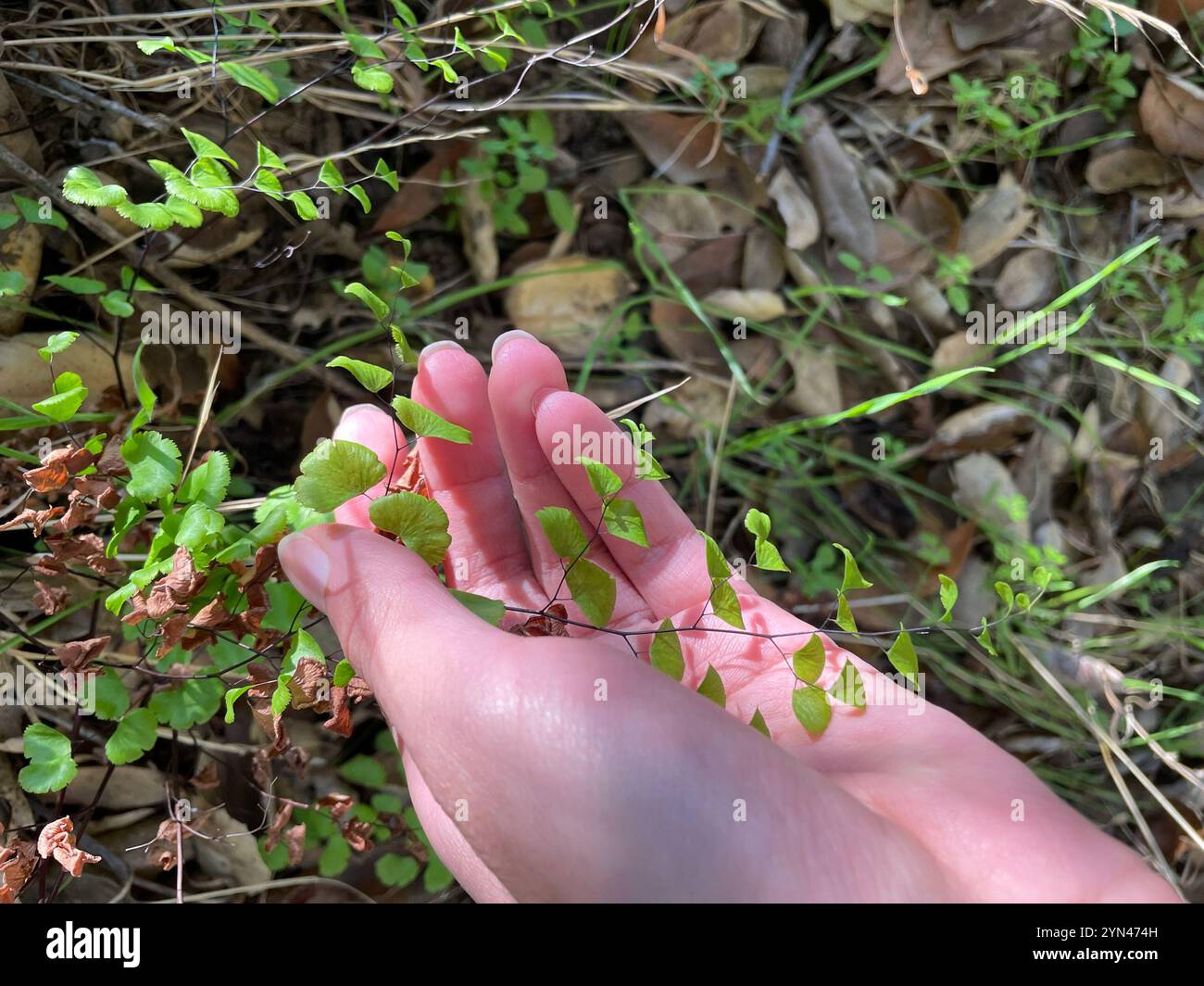 California Maidenhair Fern (Adiantum jordanii Stock Photo - Alamy