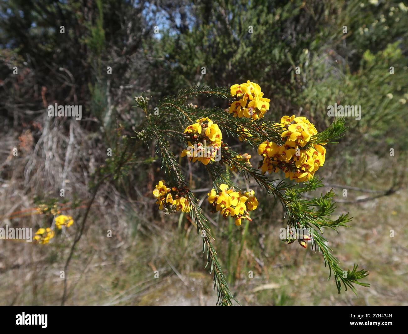 Smooth Parrot-pea (Dillwynia glaberrima Stock Photo - Alamy