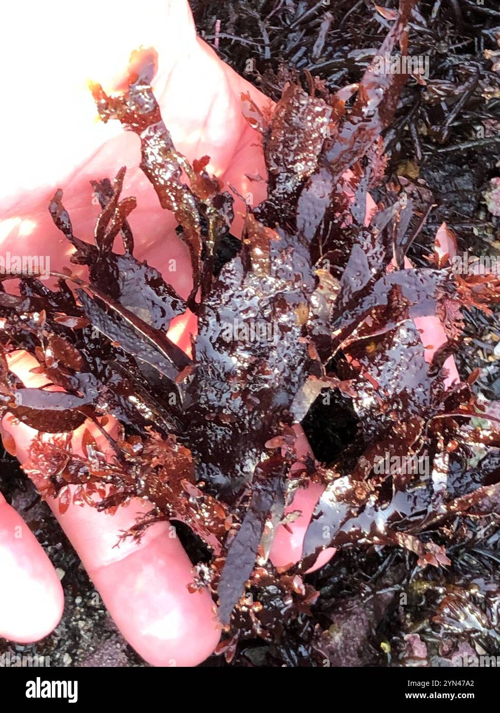 red algae (Rhodophyta Stock Photo - Alamy