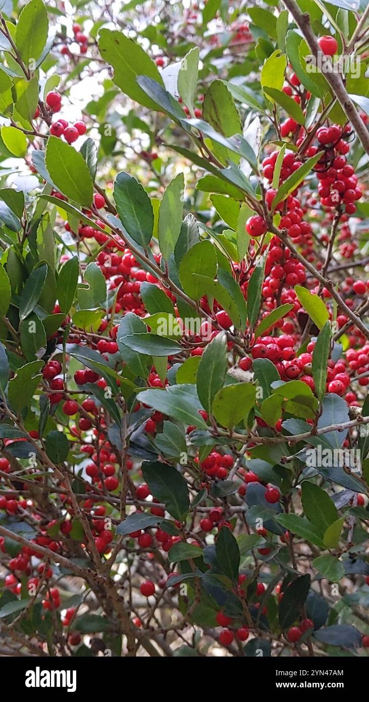 Yaupon Holly (Ilex vomitoria Stock Photo - Alamy