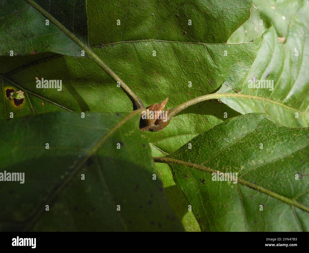 black oak (Quercus velutina Stock Photo - Alamy