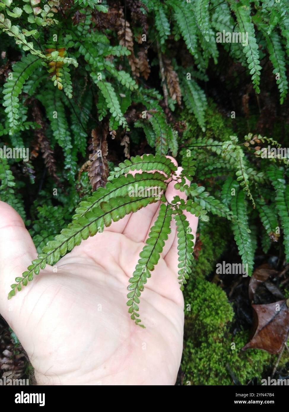 Rough Maidenhair Fern (Adiantum hispidulum Stock Photo - Alamy