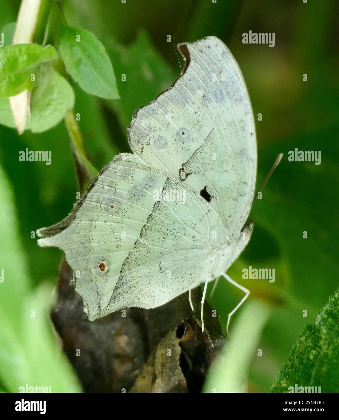 Common Mother-of-Pearl (Protogoniomorpha parhassus Stock Photo - Alamy