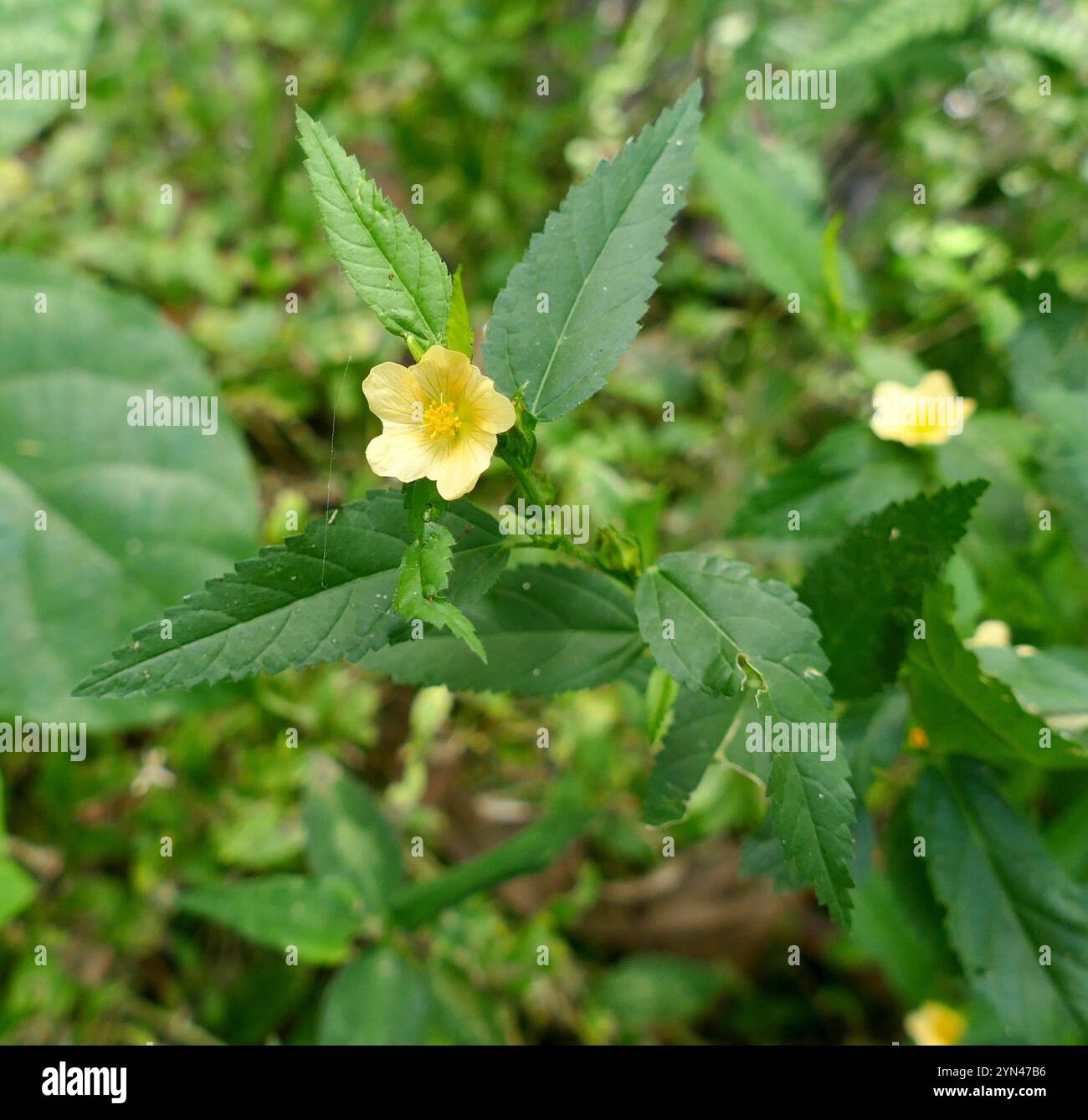 Spinyhead Sida (Sida acuta Stock Photo - Alamy