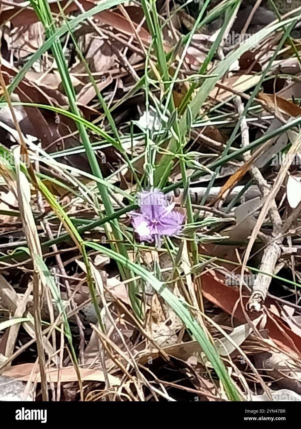 Common Fringe-lily (Thysanotus tuberosus Stock Photo - Alamy