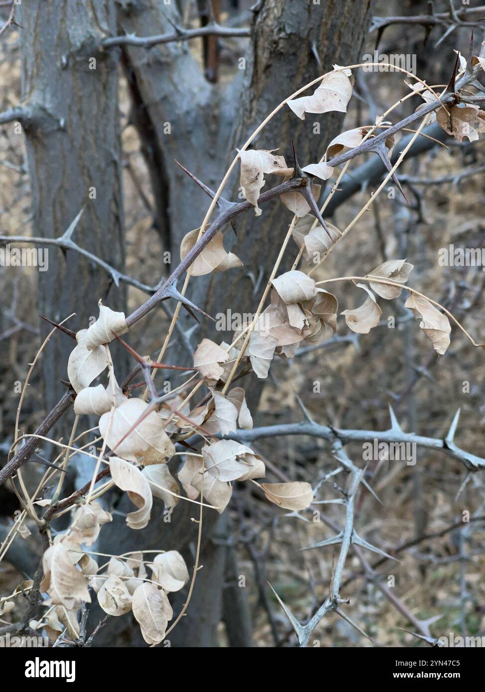 New Mexico locust (Robinia neomexicana Stock Photo - Alamy