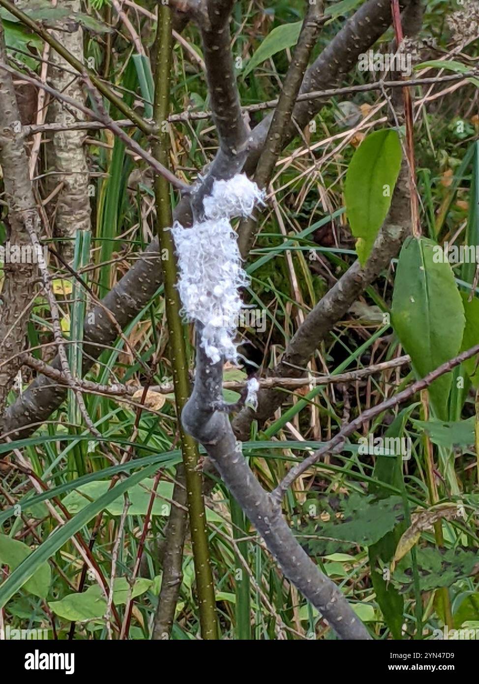 Woolly Aphids (Prociphilus Stock Photo - Alamy