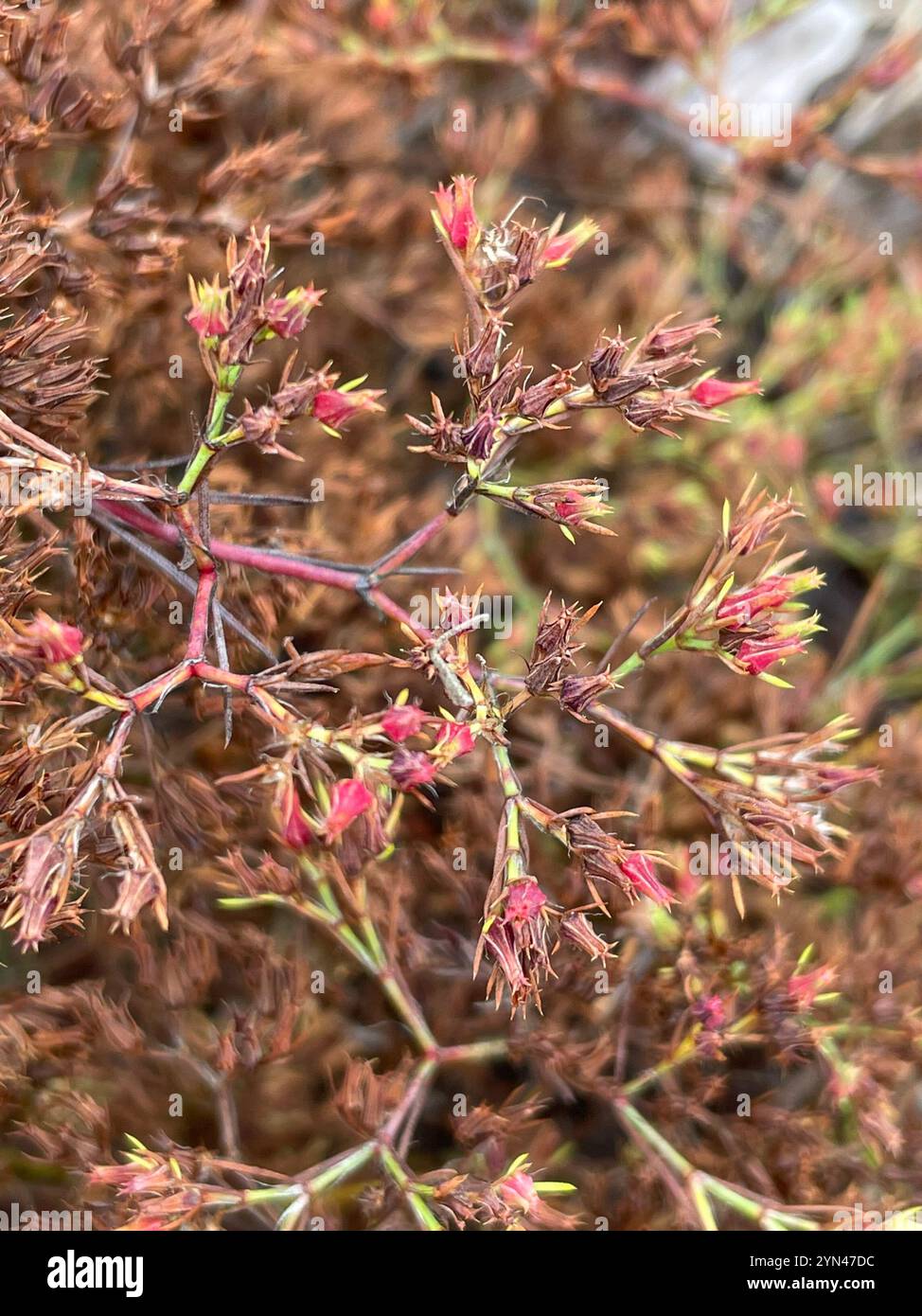 Whitlow-wort (Paronychia virginica Stock Photo - Alamy