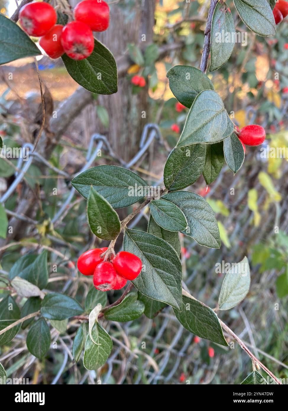 Himalayan cotoneaster simonsii hi-res stock photography and images - Alamy