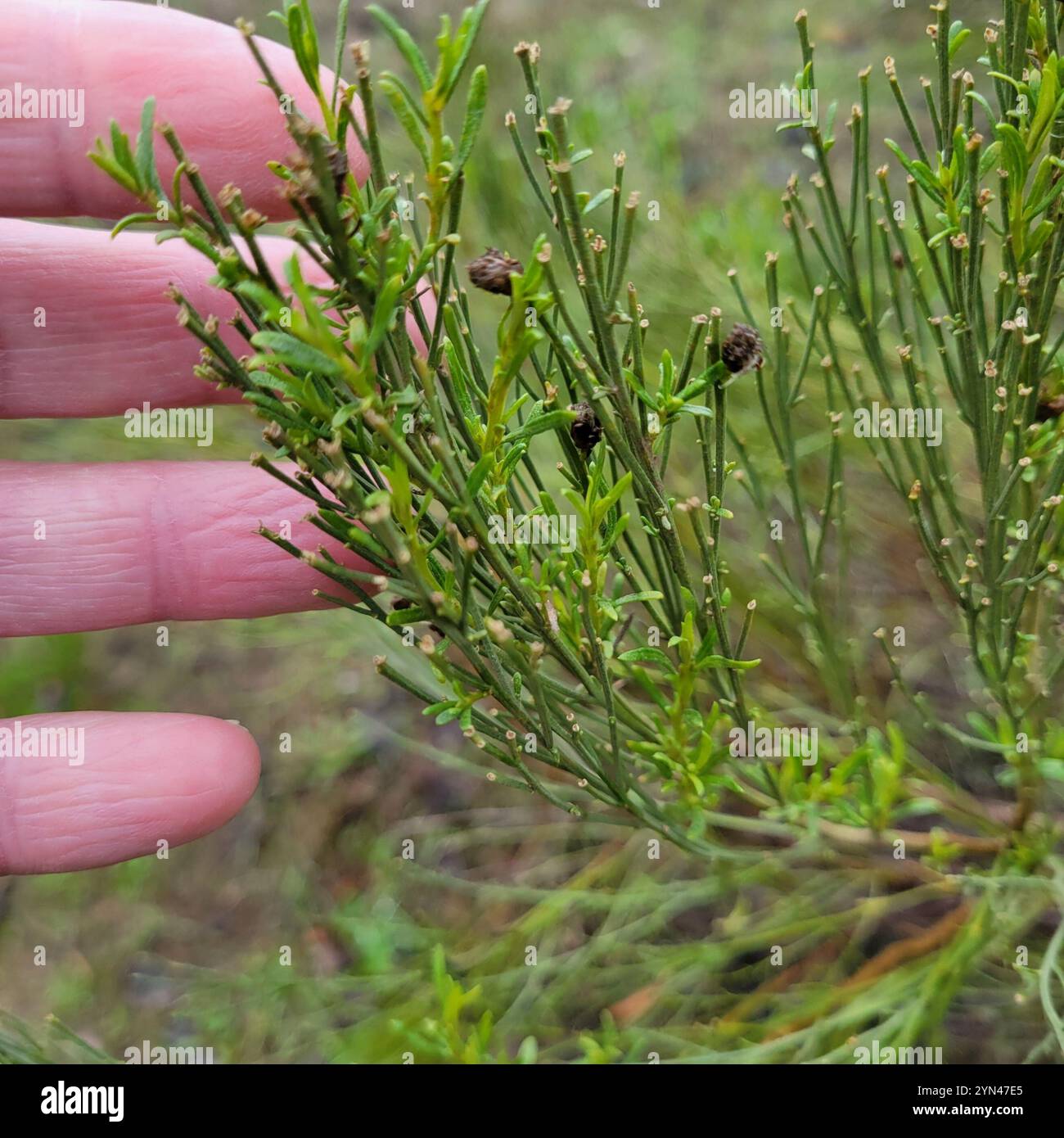 Desert Broom (Baccharis sarothroides Stock Photo - Alamy