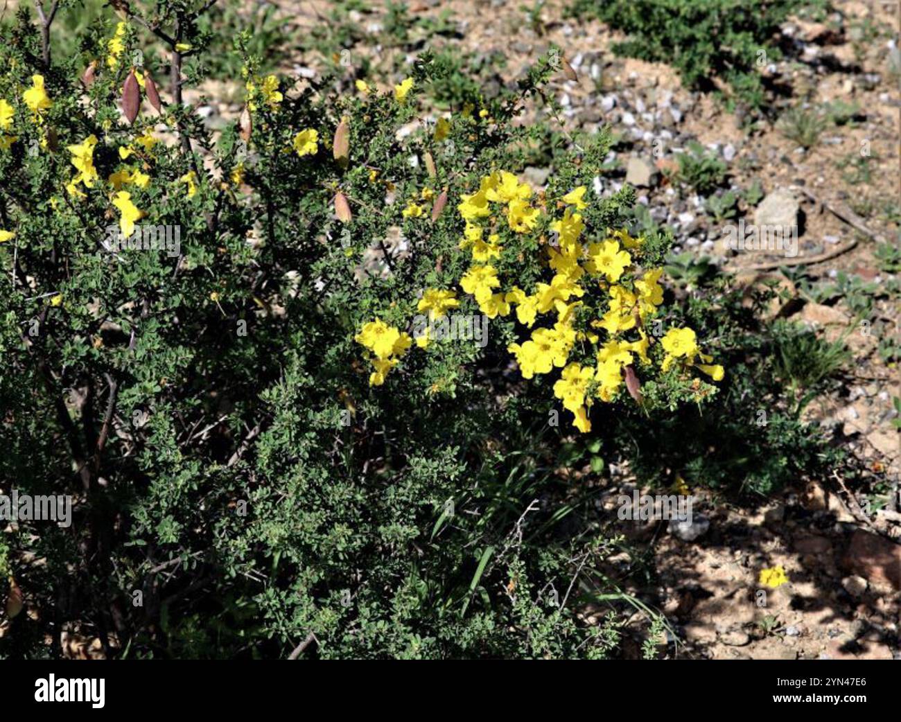 Karoo gold hi-res stock photography and images - Alamy