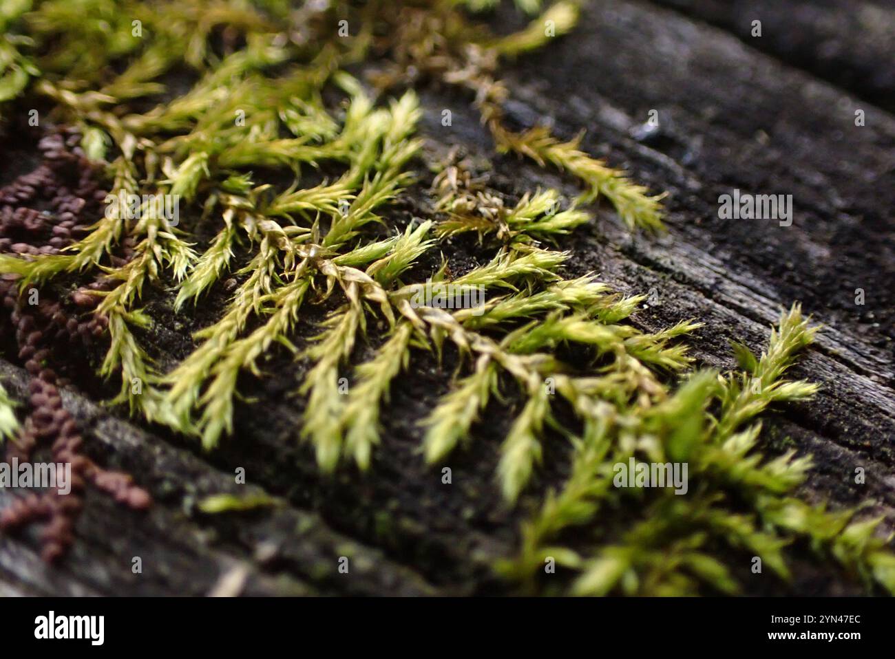 Flat-brocade Moss (Platygyrium repens Stock Photo - Alamy