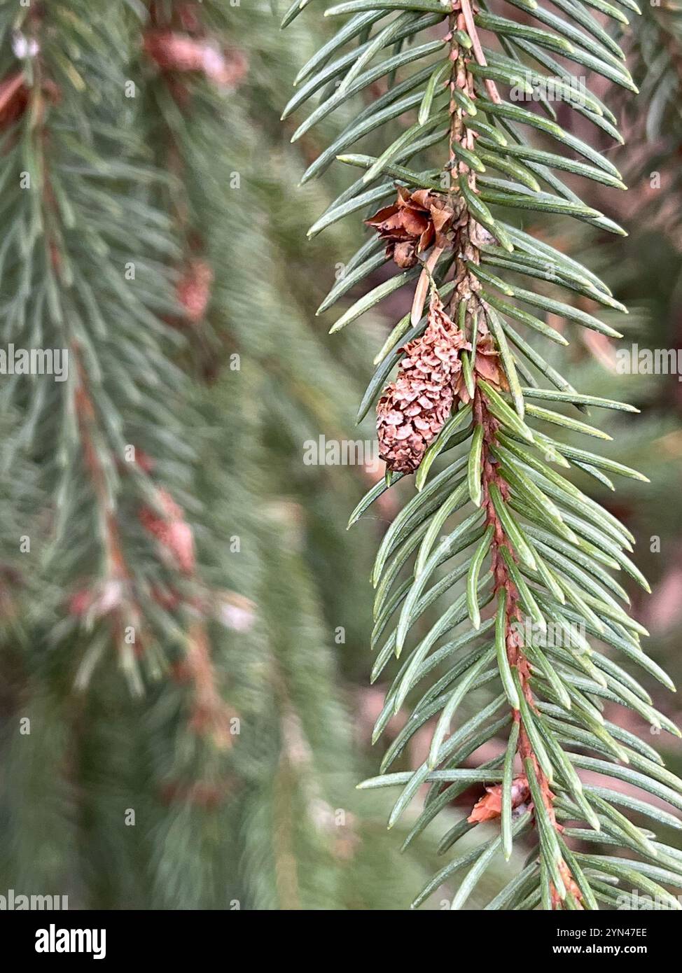 Norway spruce (Picea abies Stock Photo - Alamy