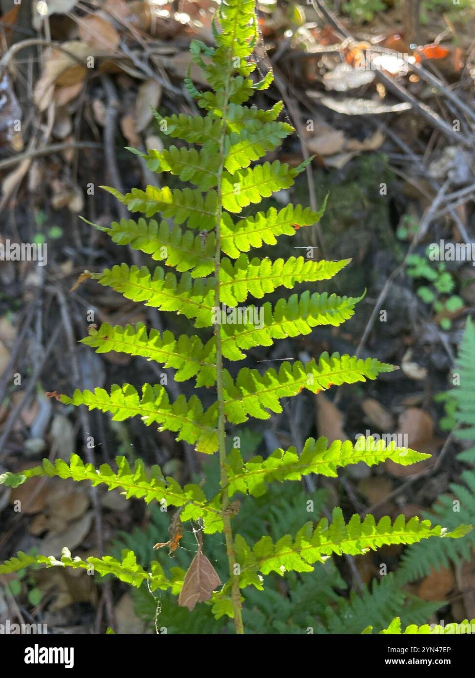 coastal woodfern (Dryopteris arguta Stock Photo - Alamy