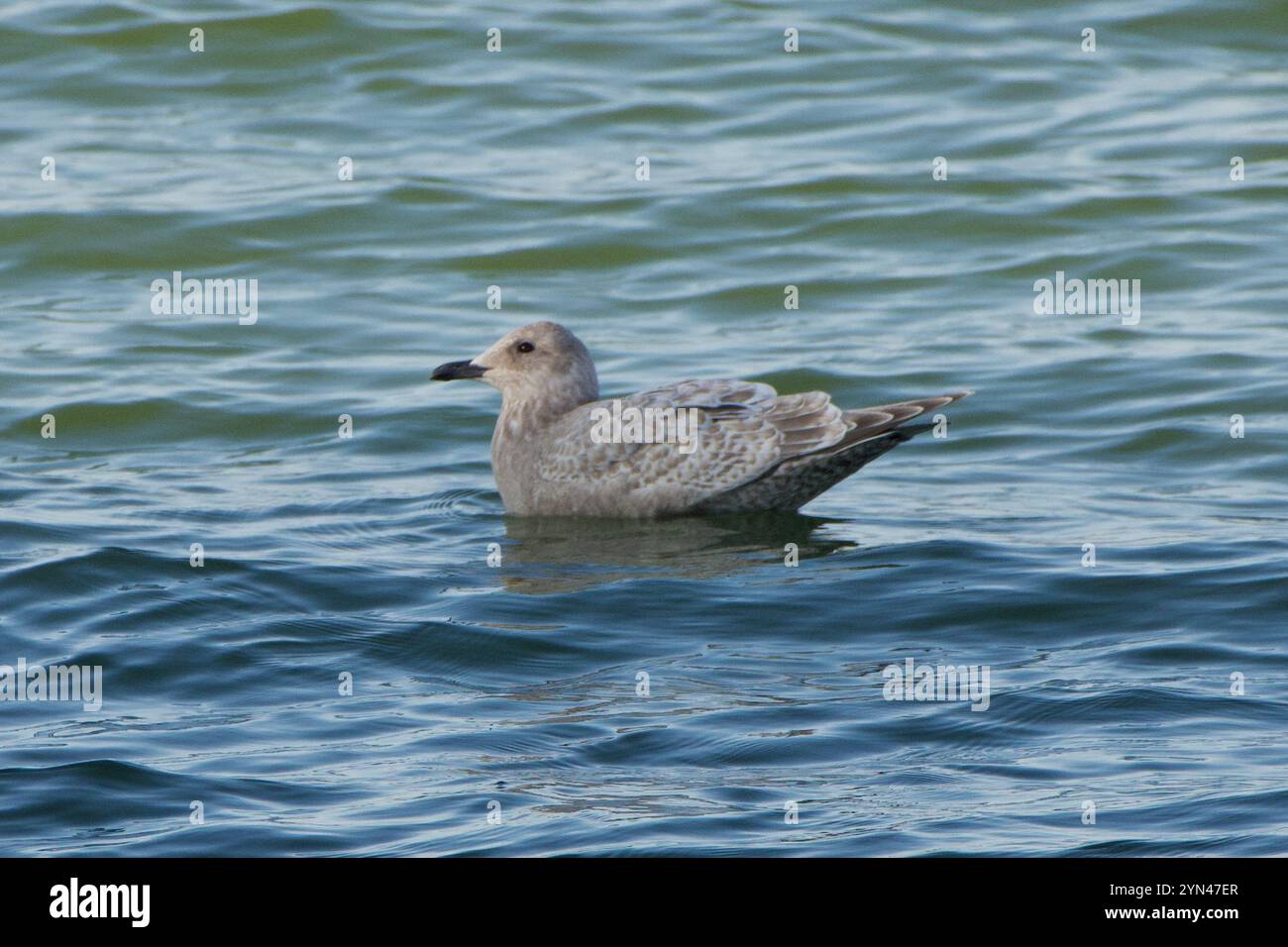 Larus glaucoides thayeri hi-res stock photography and images - Alamy