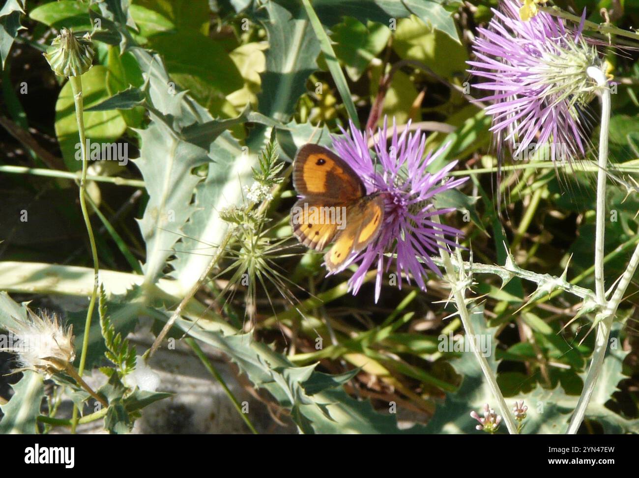 Spanish Gatekeeper (Pyronia bathseba Stock Photo - Alamy