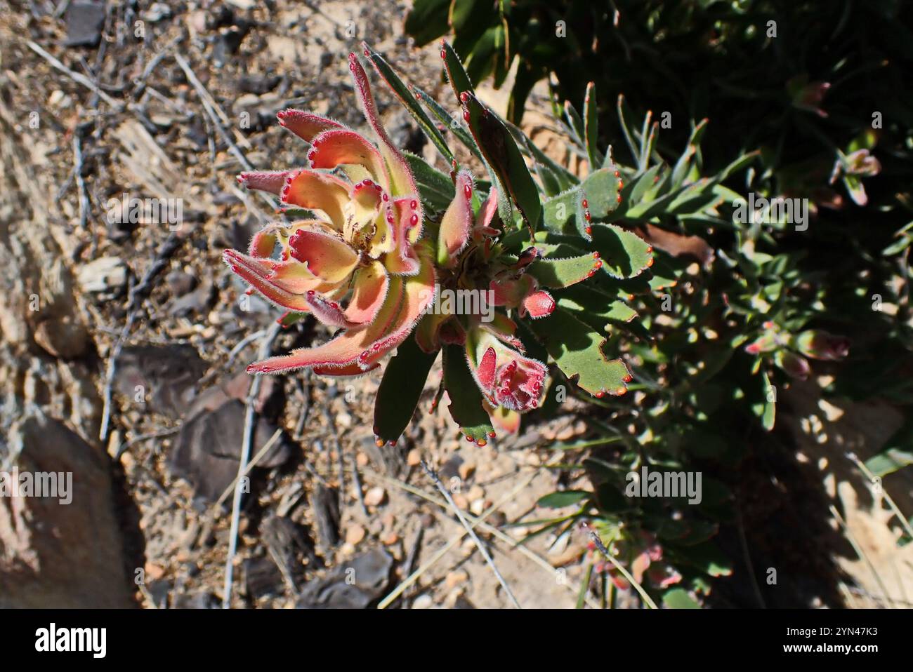 Common Pagoda (Mimetes cucullatus Stock Photo - Alamy