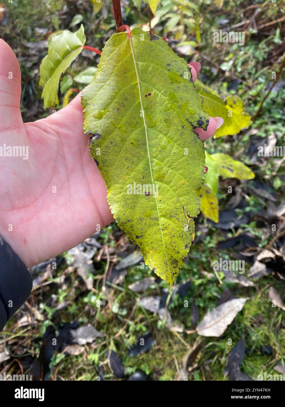 black cottonwood (Populus trichocarpa Stock Photo - Alamy