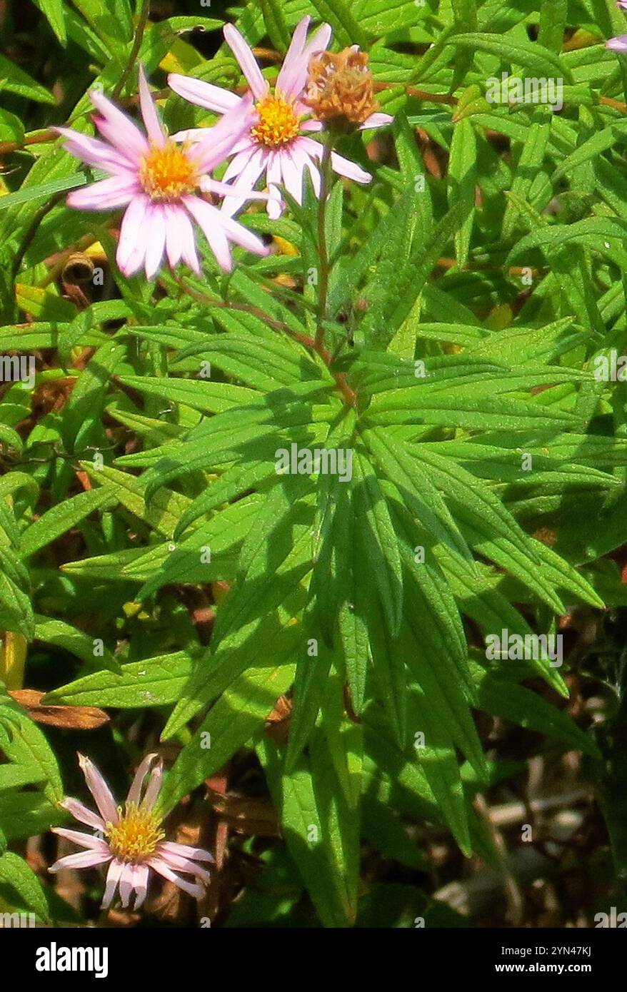 bog aster (Oclemena nemoralis Stock Photo - Alamy