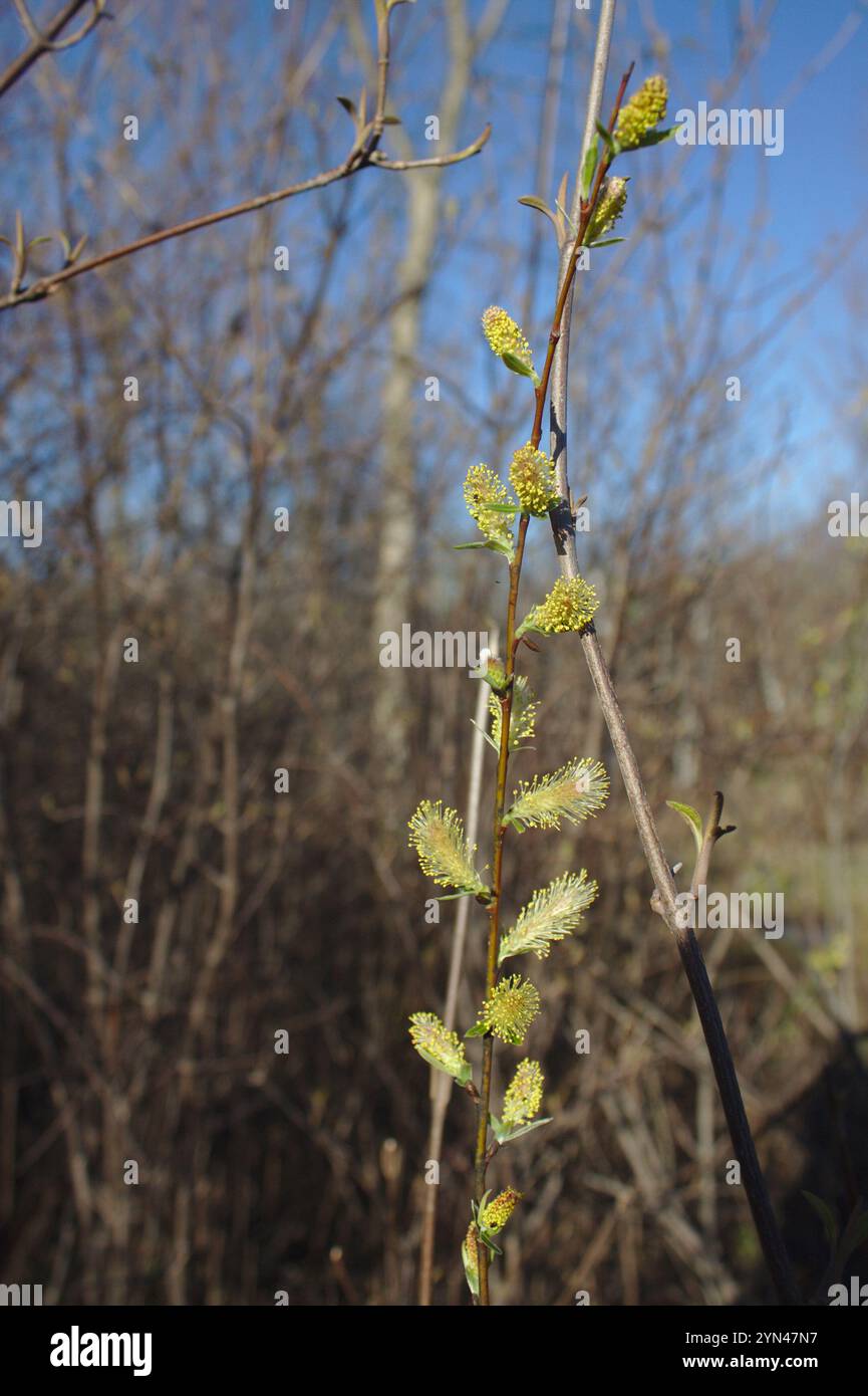 pussy willow (Salix discolor Stock Photo - Alamy