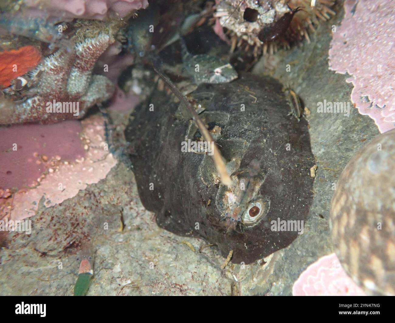 Black Leather Chiton (Katharina tunicata Stock Photo - Alamy