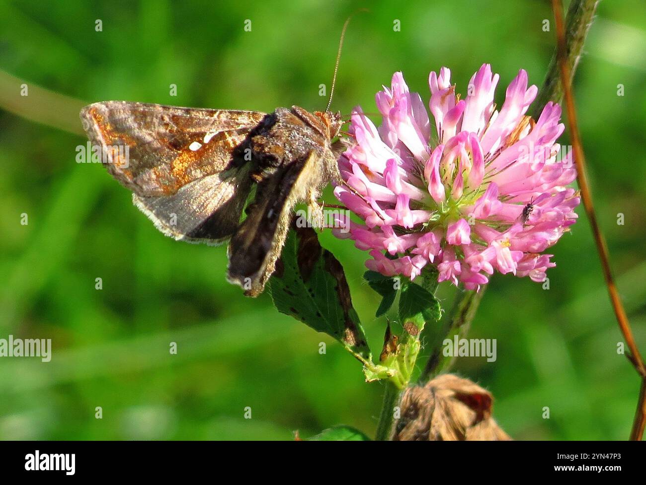 Common Looper Moth (Autographa precationis Stock Photo - Alamy