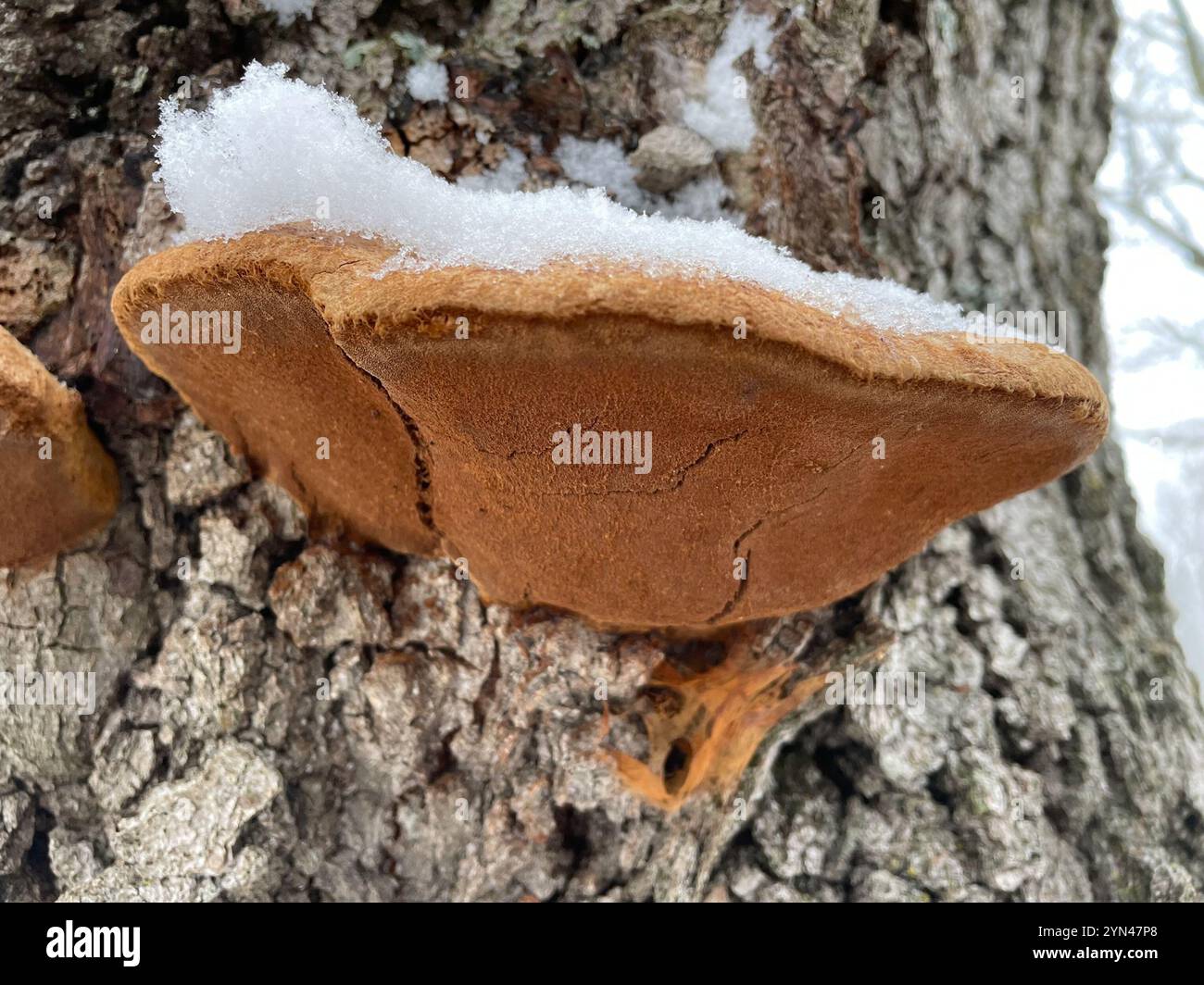 Cracked Cap Polypore (Fulvifomes robiniae Stock Photo - Alamy