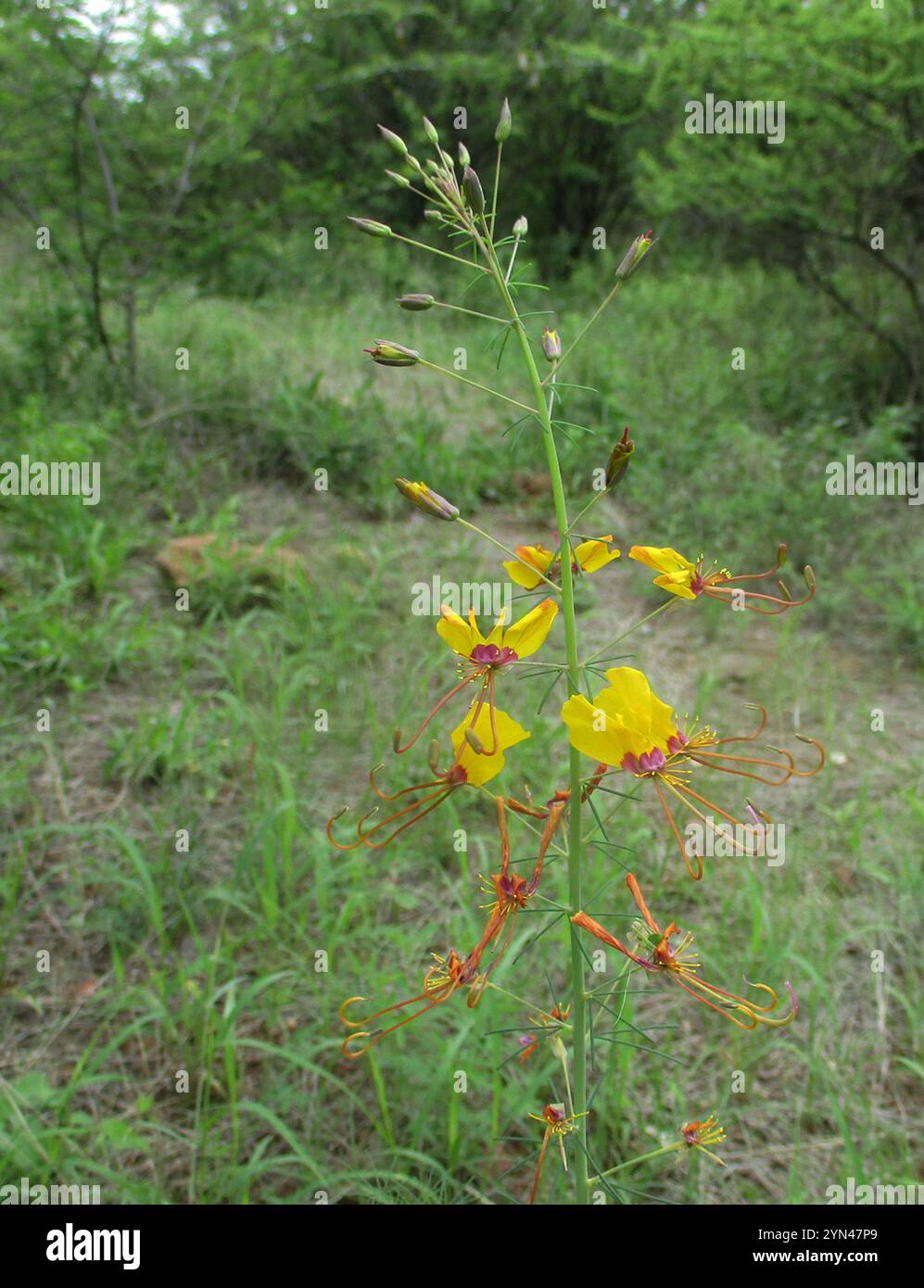 Yellow Mouse Whiskers (Cleome angustifolia Stock Photo - Alamy