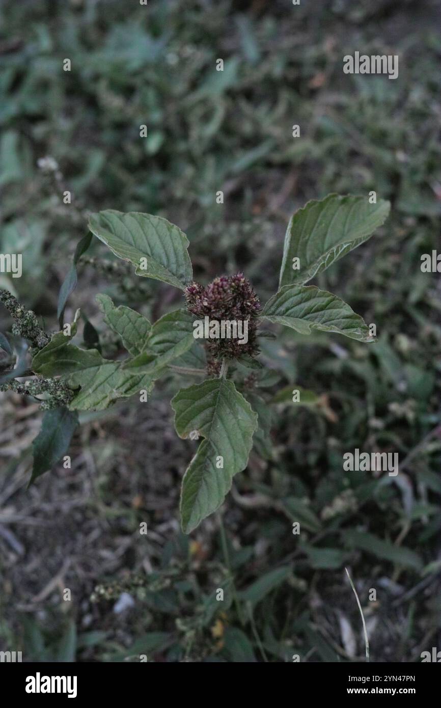 Redroot Amaranth (Amaranthus retroflexus Stock Photo - Alamy