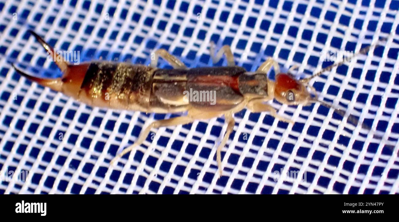 Shore Earwig (Labidura riparia Stock Photo - Alamy