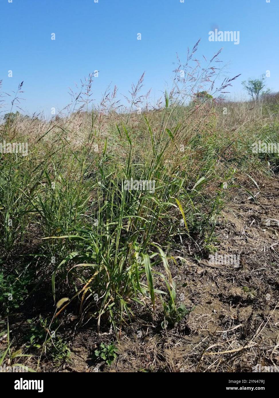Johnson grass (Sorghum halepense Stock Photo - Alamy