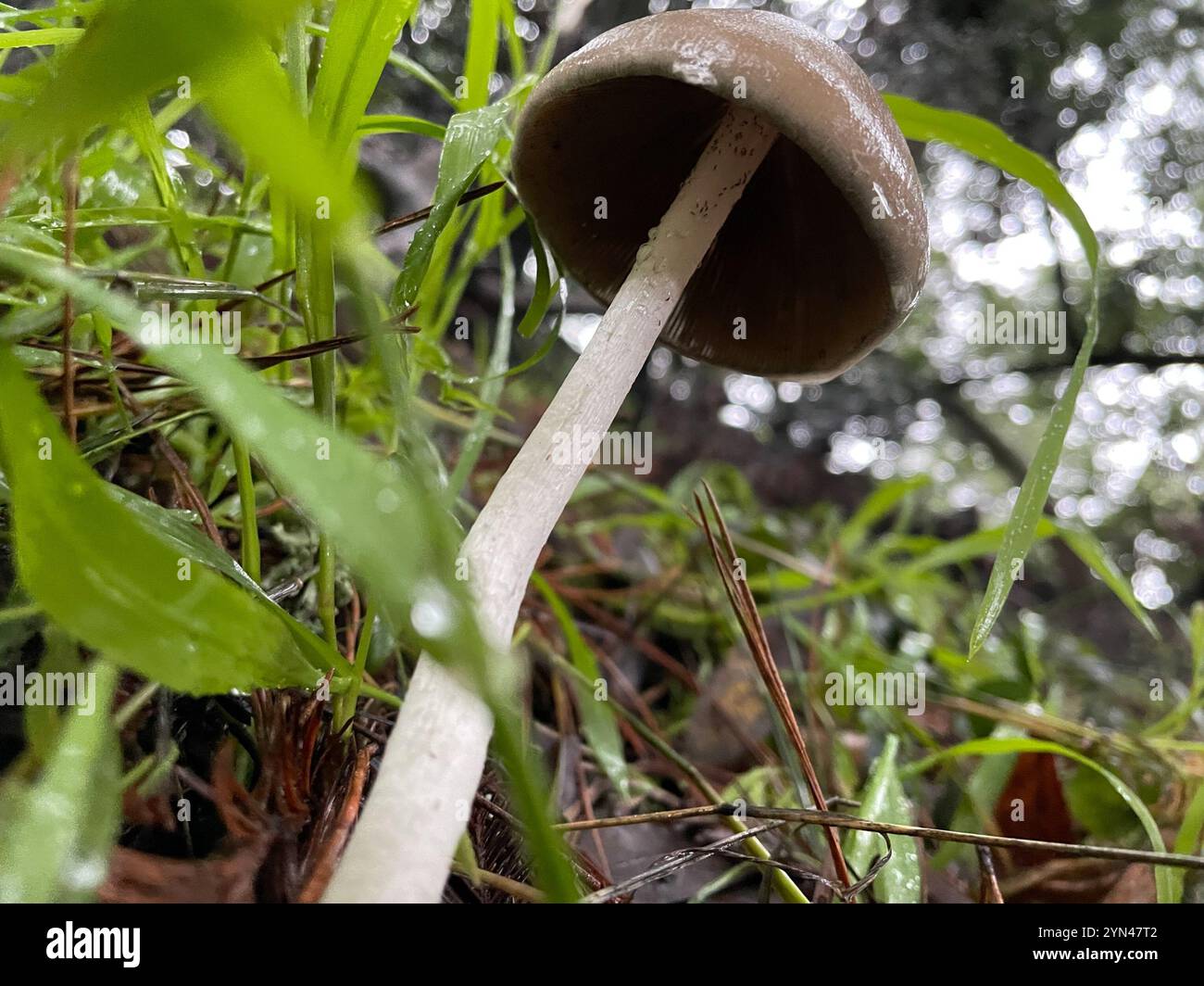 Tall Psathyrella (Psathyrella longipes Stock Photo - Alamy