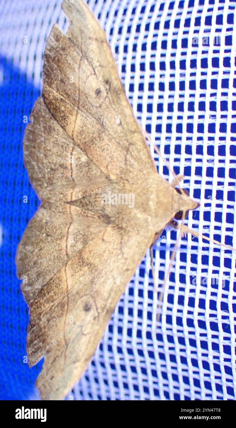 Underwing, Tiger, Tussock, and Allied Moths (Erebidae Stock Photo - Alamy