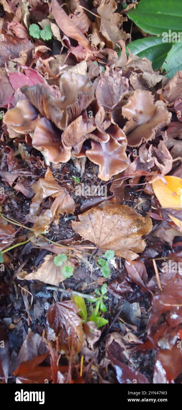 Wavy Cap (Psilocybe cyanescens Stock Photo - Alamy