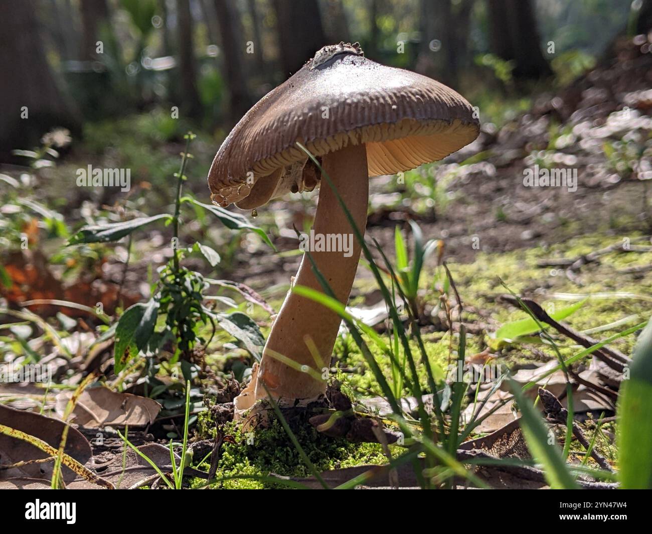 Constricted Grisette (Amanita constricta Stock Photo - Alamy