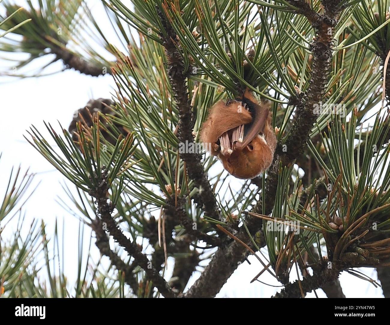 Eastern Red Bat (Lasiurus borealis Stock Photo - Alamy