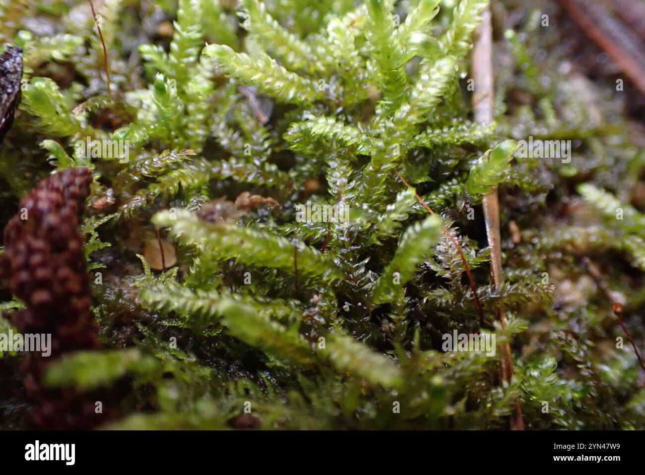 Calliergonella lindbergii hi-res stock photography and images - Alamy
