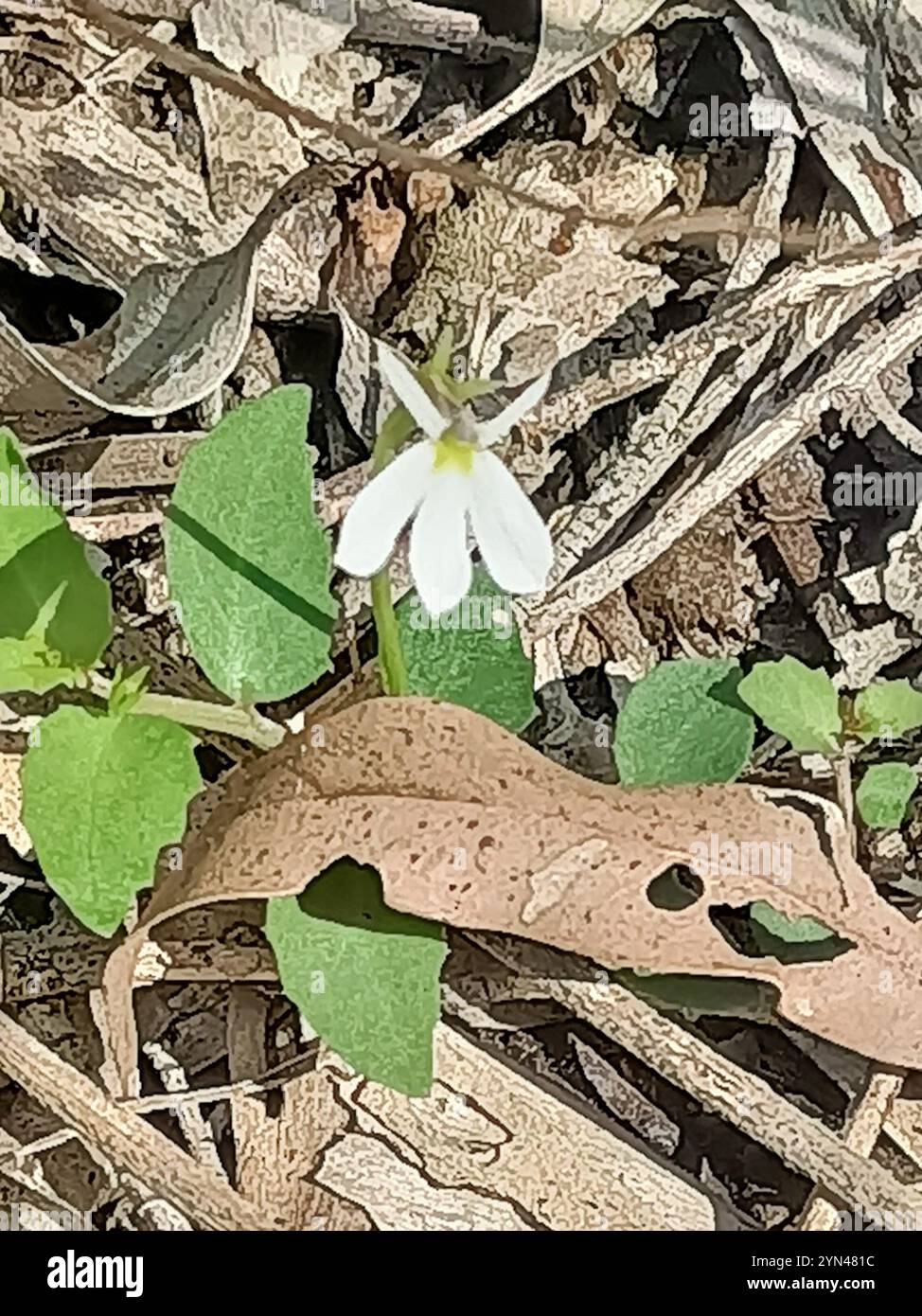 White Root (Lobelia purpurascens Stock Photo - Alamy