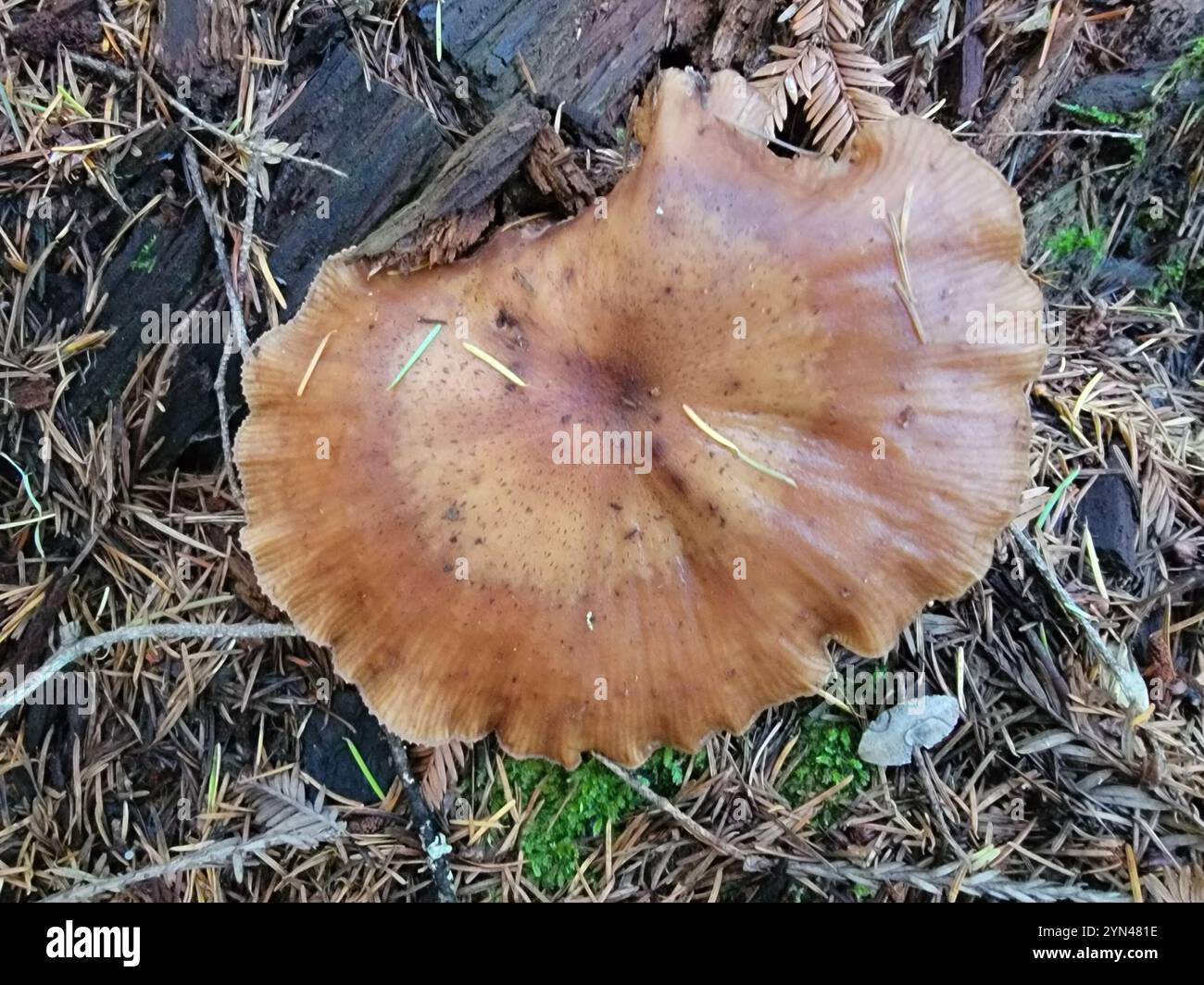 honey mushrooms (Armillaria Stock Photo - Alamy