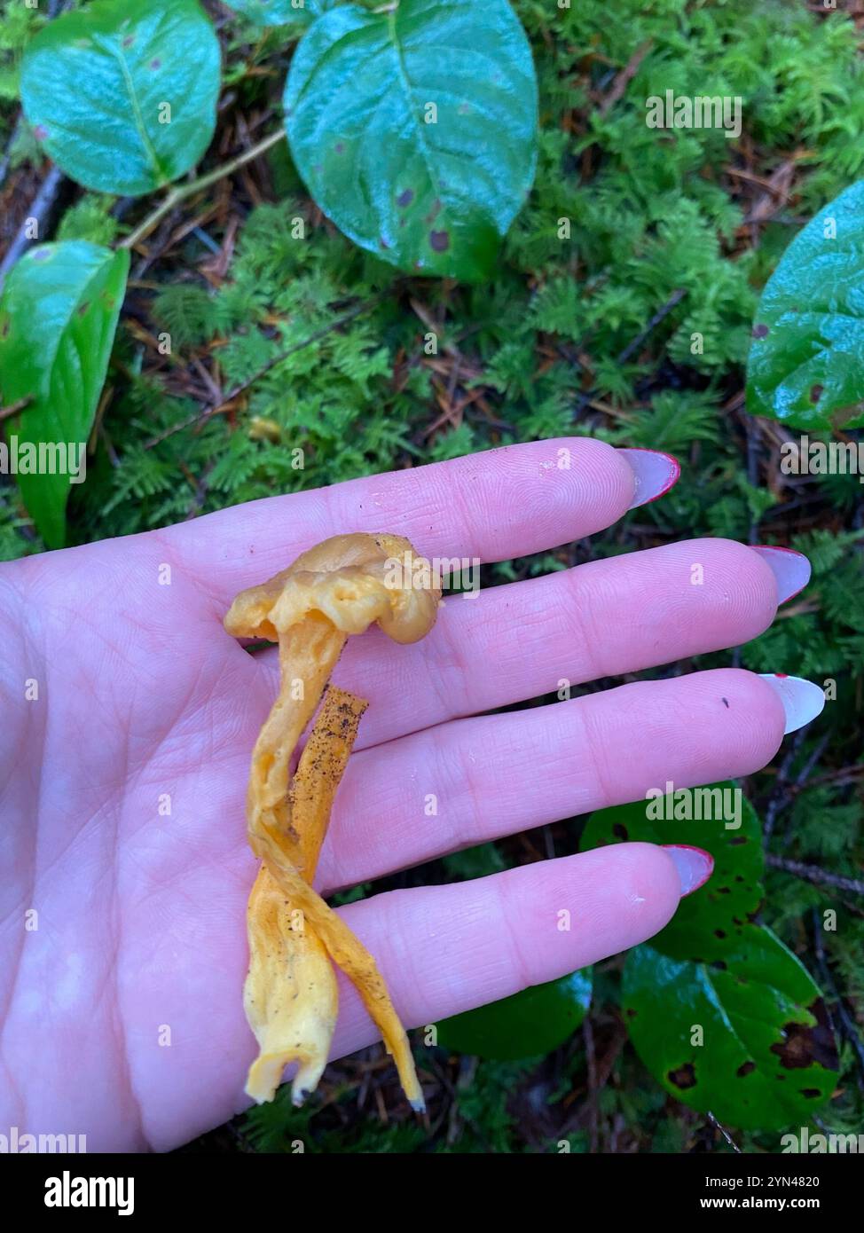 Yellowfoot (Craterellus tubaeformis Stock Photo - Alamy