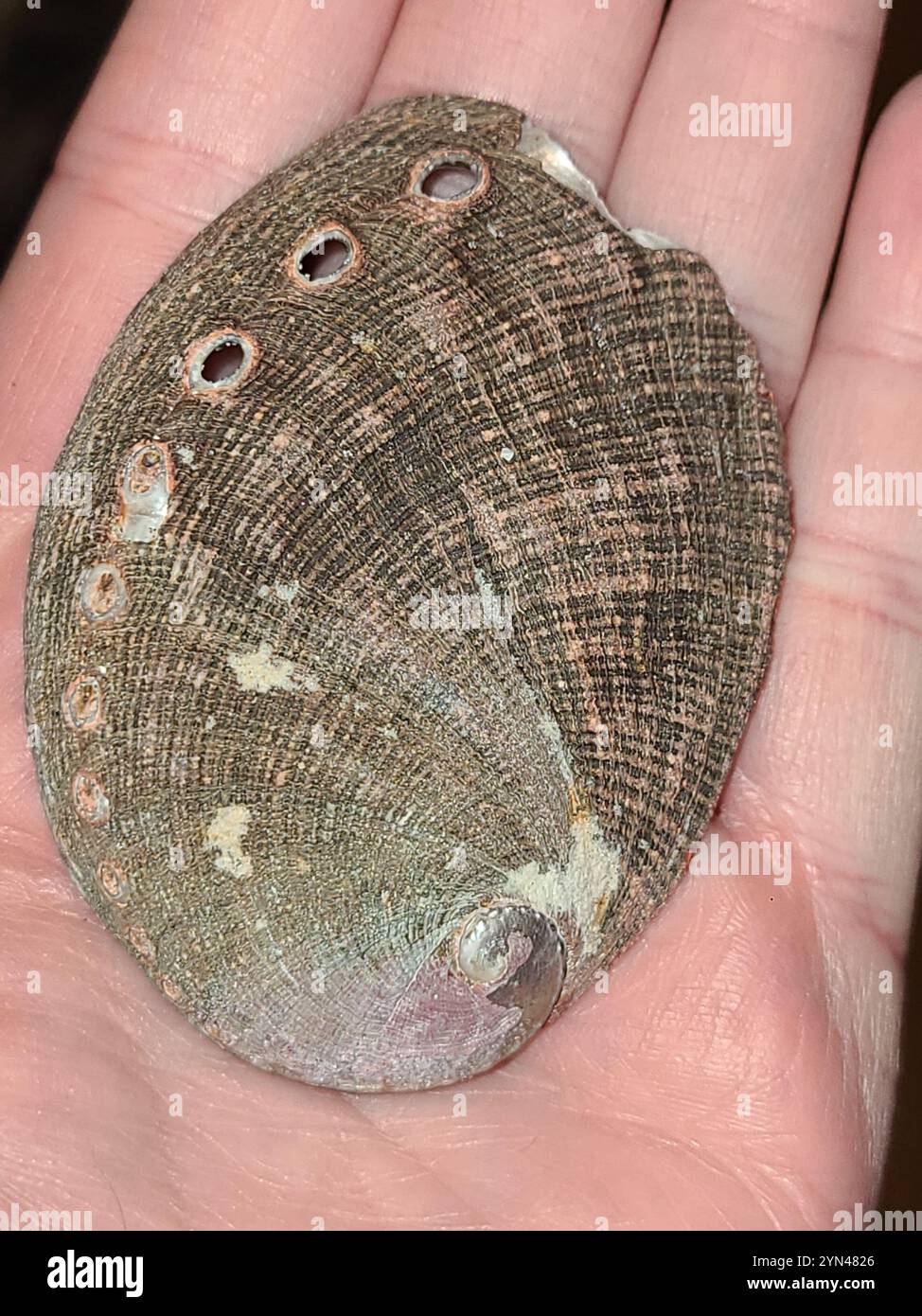 Red Abalone (Haliotis rufescens Stock Photo - Alamy