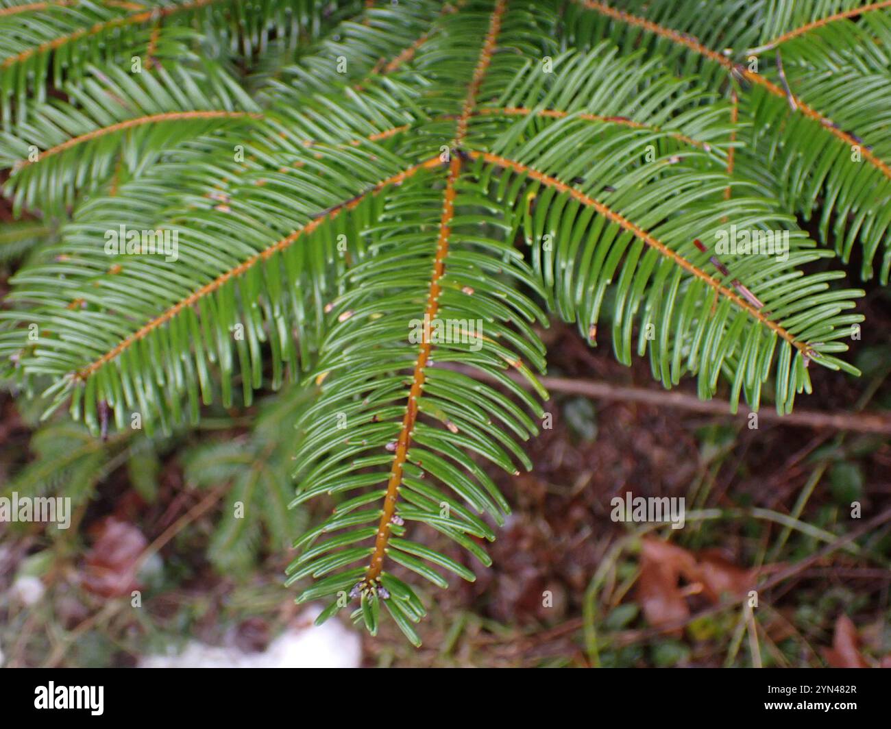 grand fir (Abies grandis Stock Photo - Alamy